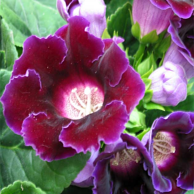 Violacea Gloxinia - Botanus