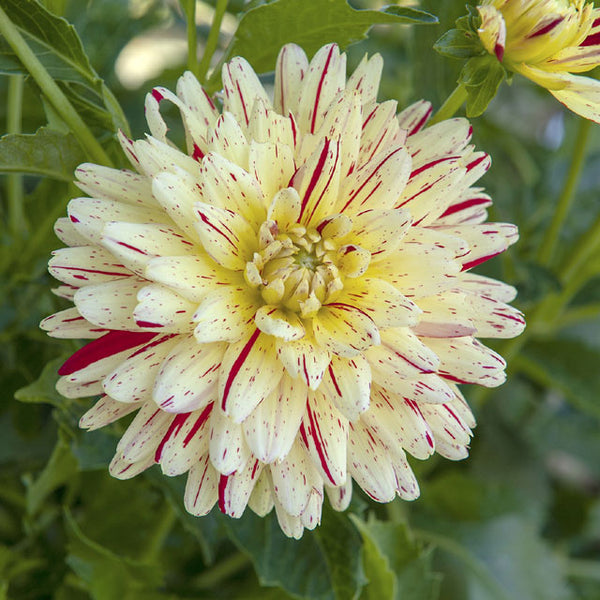 Creme Silence Decorative Dahlia - Botanus
