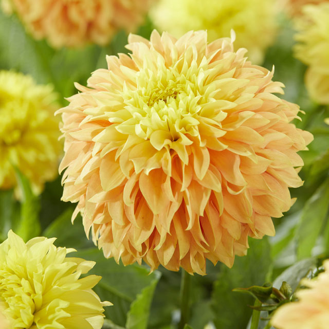 Deep Impact Fringed Dahlia - Botanus