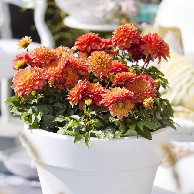 Pablo Border Dahlia - Botanus