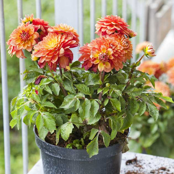 Pablo Border Dahlia - Botanus