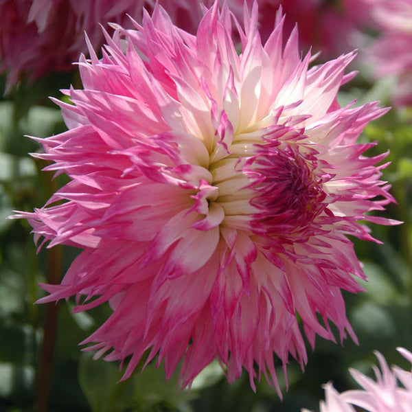Nadia Ruth Fringed Dahlia - Botanus