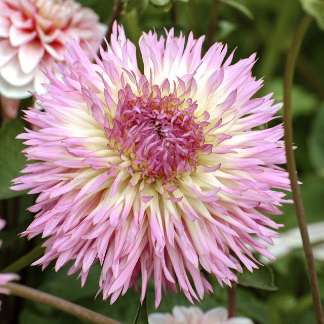 Nadia Ruth Fringed Dahlia - Botanus