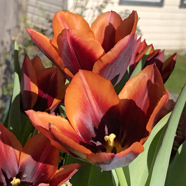 Slawa Triumph Tulip - Botanus