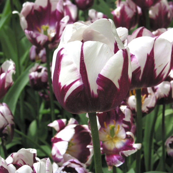 Rem's Favourite Triumph Tulip - Botanus