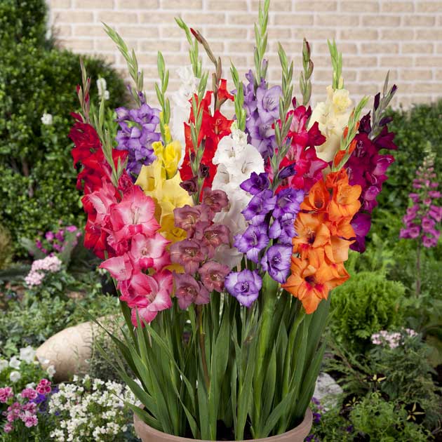 Rock a Bye Baby Gladiolus Mix - Botanus