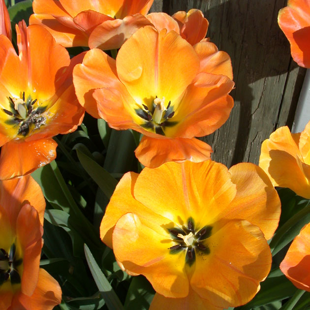 Daydream Darwin Hybrid Tulip - Botanus