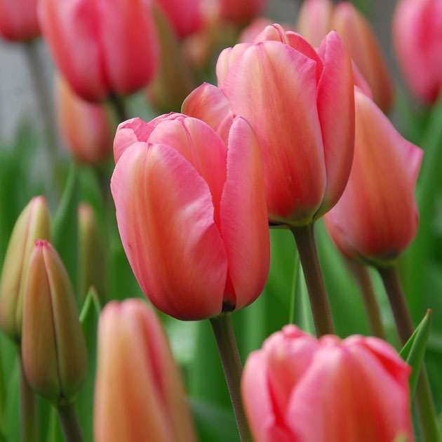 Pink Impression Darwin Hybrid Tulip - Botanus