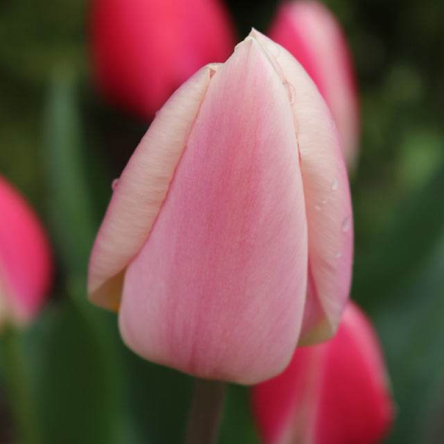 Apricot Delight Series Tulip - Botanus