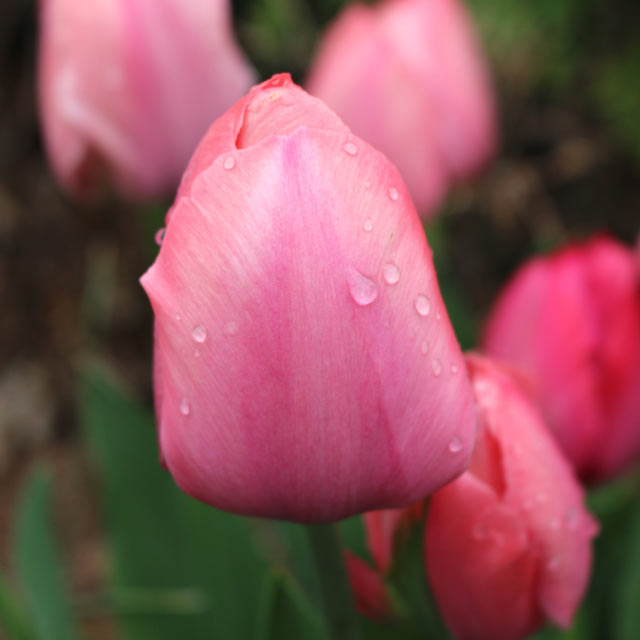 Mystic Van Eijk Darwin Hybrid Tulip - Botanus