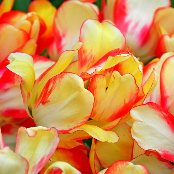 Beauty of Spring Darwin Hybrid Tulip - Botanus