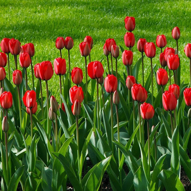 Red Parade Darwin Hybrid Tulip - Botanus