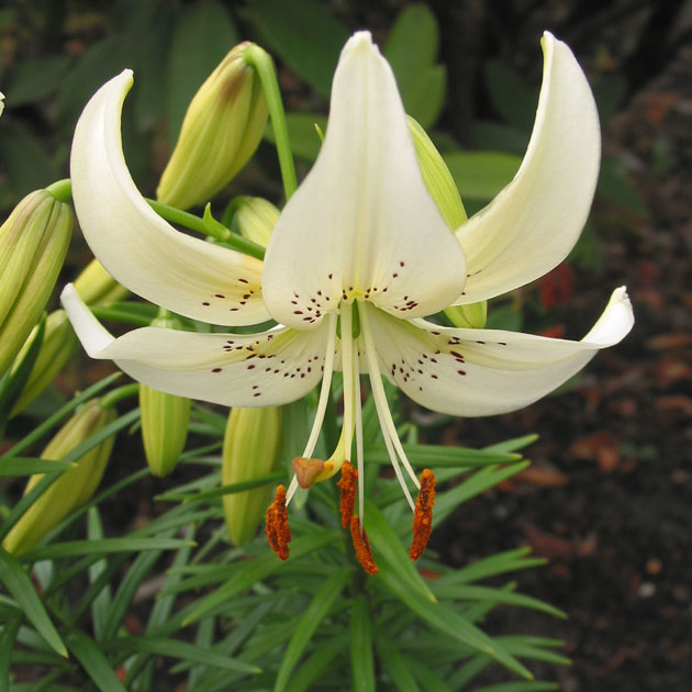 Sweet Surrender Tiger Lily - Botanus
