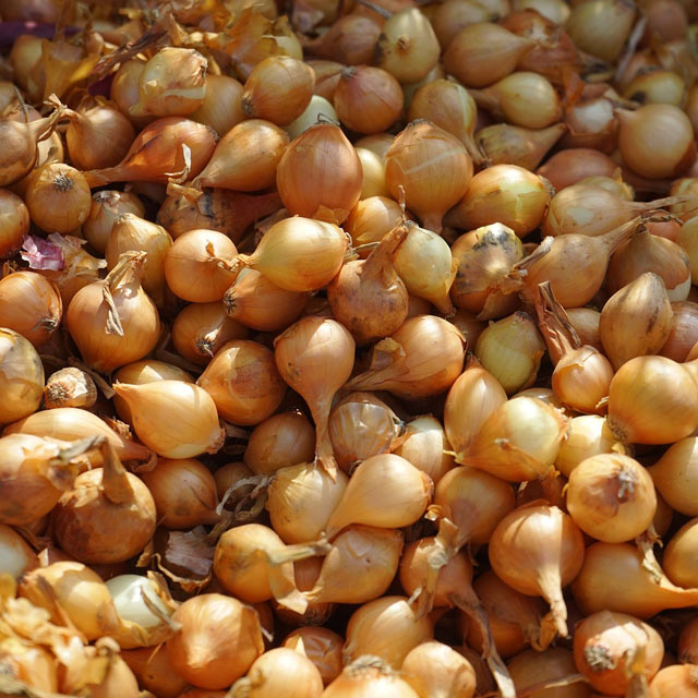 Mixed Onion Sets - Botanus