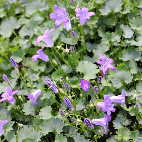 Campanula 'Birch Hybrid' - Botanus