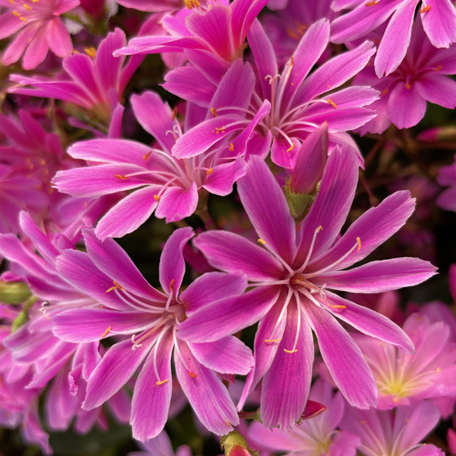Lewisia cotyledon 'Sunset Strain' - Botanus