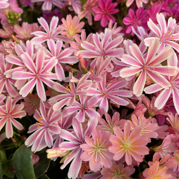 Lewisia cotyledon 'Sunset Strain' - Botanus