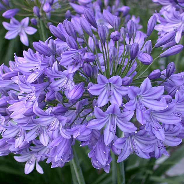 Agapanthus 'Blue Triumphator' - Botanus