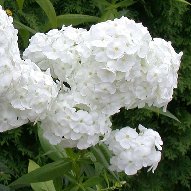 Phlox paniculata 'David' - Botanus