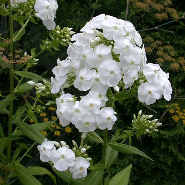 Phlox paniculata 'David' - Botanus