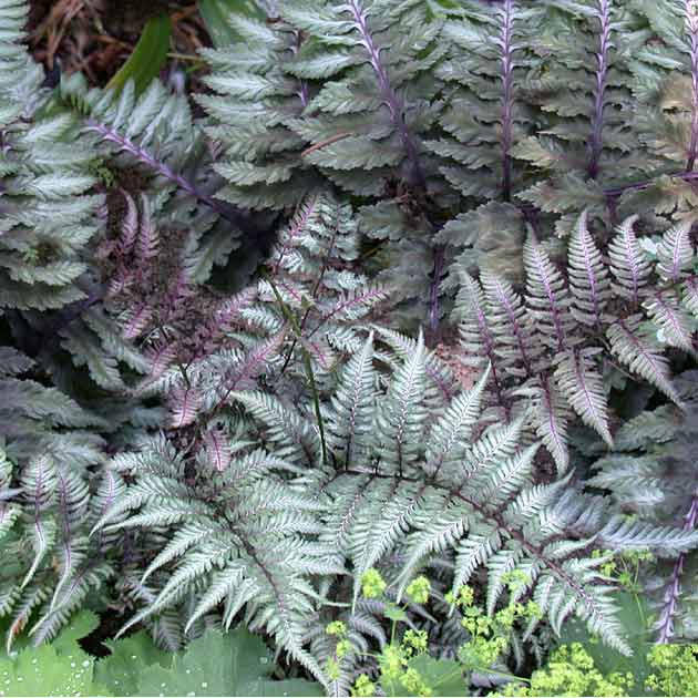 Athyrium niponicum 'Metallicum' - Botanus