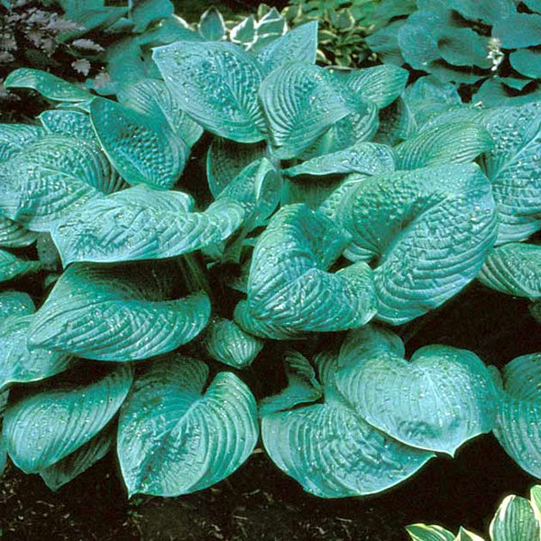 Hosta 'Blue Umbrellas' - Botanus