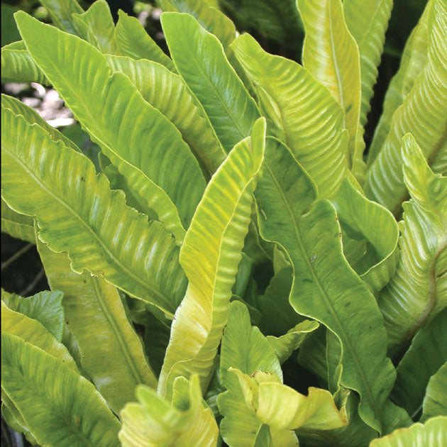 Phyllitis scolopendrium - Botanus