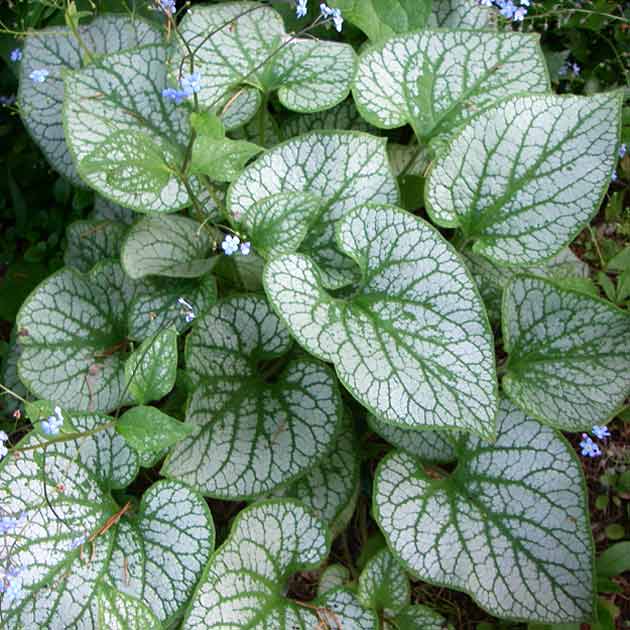 Brunnera macrophylla 'Jack Frost' - Botanus