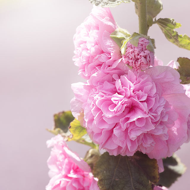 Alcea rosea 'Chater's Double Pink' - Botanus