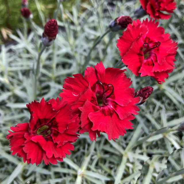 Dianthus gratianopolitanus 'Fire Star' - Botanus