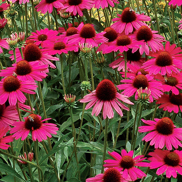 Echinacea purpurea 'PowWow Wild Berry' - Botanus
