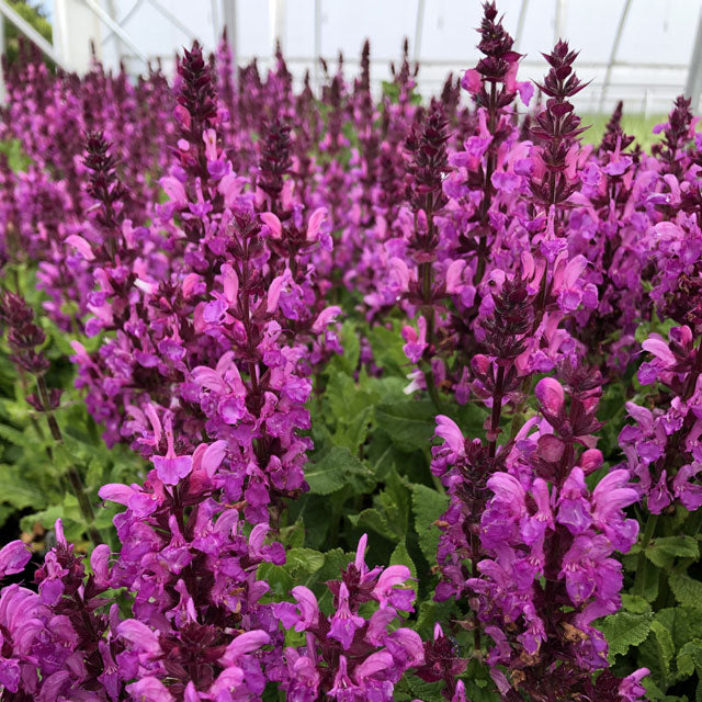 Salvia nemorosa 'Rose Marvel' - Botanus