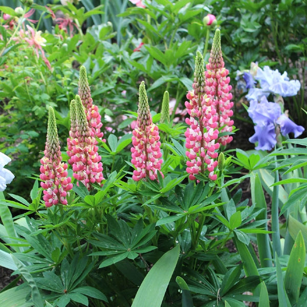 Lupinus 'Gallery Pink' - Botanus