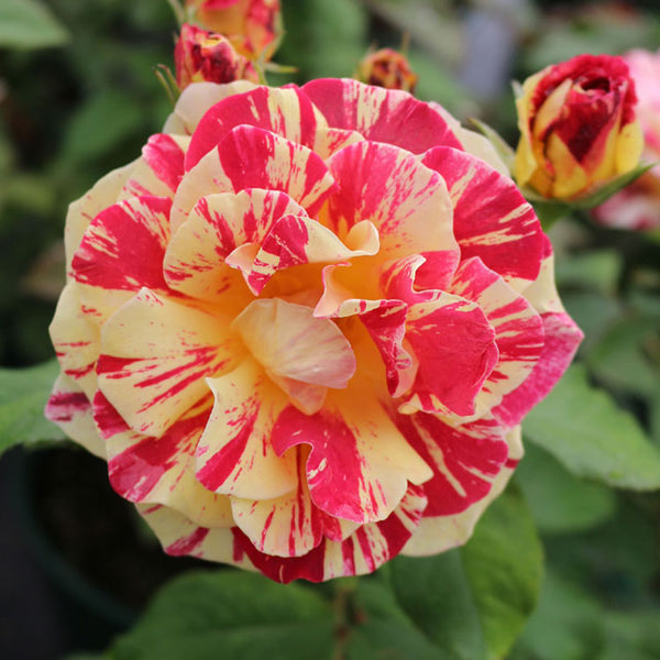 George Burns Weeks Floribunda Rose - Botanus