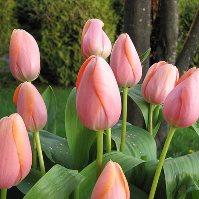 Menton Single Late Tulip - Botanus