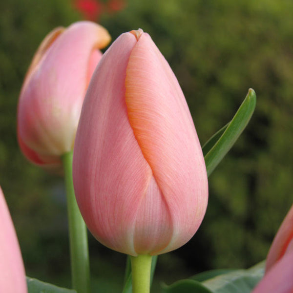 Menton Single Late Tulip - Botanus