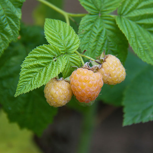 Raspberry 'Honey Queen' - Botanus