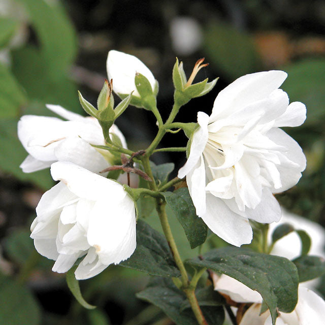 Philadelphus 'Snowbelle' - Botanus