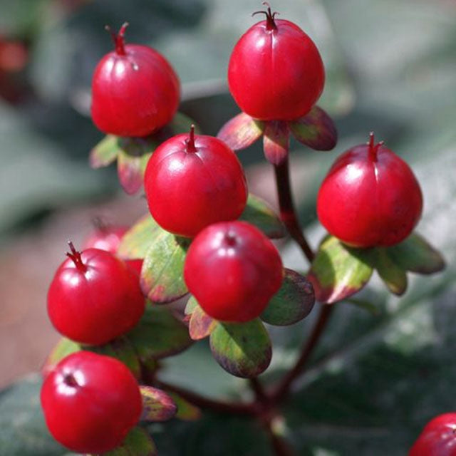 Hypericum 'Magical Midnight Glow' - Botanus